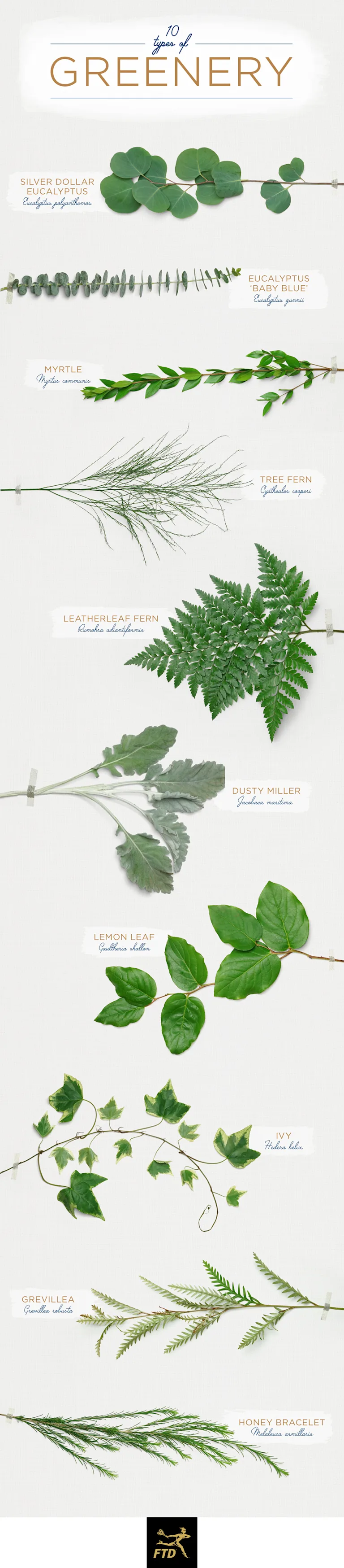 20 Types of Greenery and Filler Flowers - FTD.com