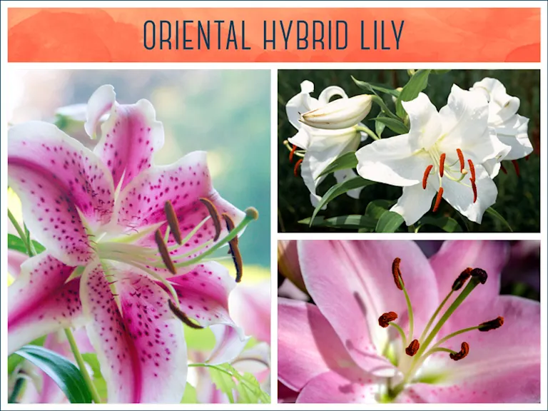 Types of Lilies: A Visual Guide - FTD.com
