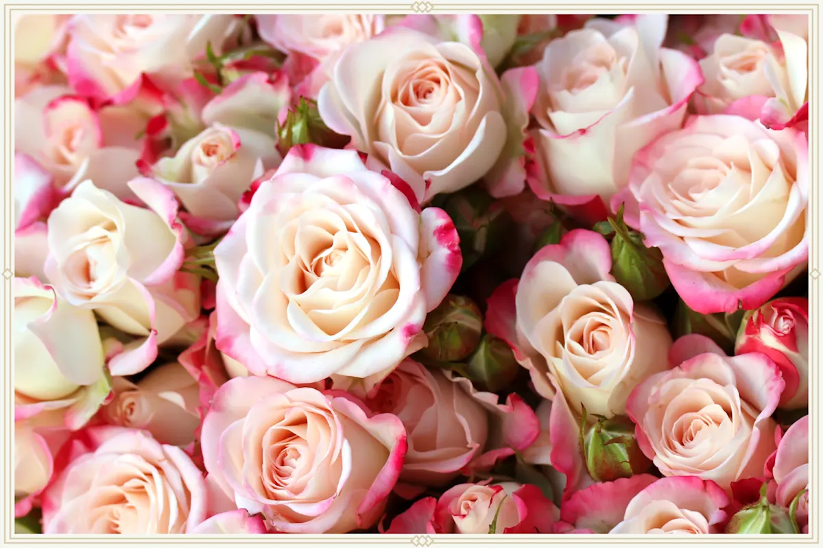 The Complete Rose Color Meanings Guide | Proflowers Blog