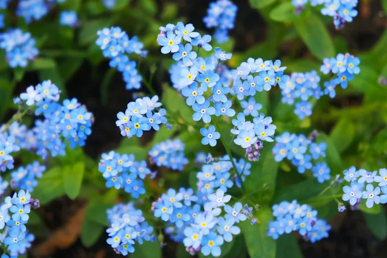 Best Sympathy Flowers: 12 Florals, Their Meaning and Etiquette Tips ...