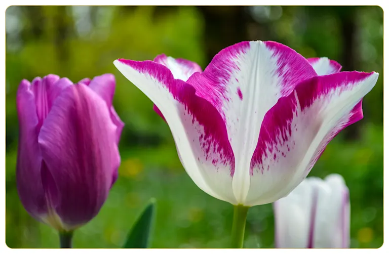 Tulip Care Guide: How to Care for Tulips + Growing Tips | Proflowers Blog