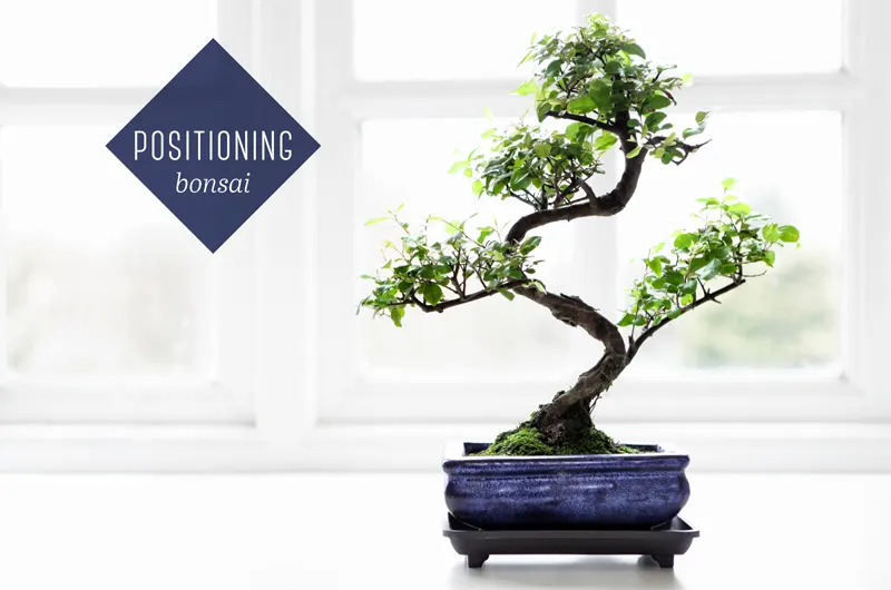 Bonsai Tree Care for Beginners - FTD.com