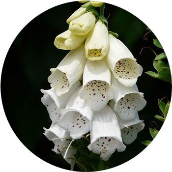 Unique White Flower Images | Best Flower Site