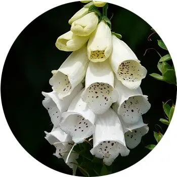 48 Types of White Flowers - ProFlowers Blog
