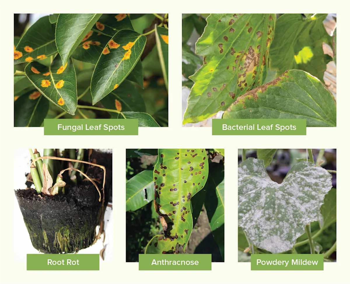 What’s Wrong With My Plant? 10 Common Houseplant Issues + How To Fix ...