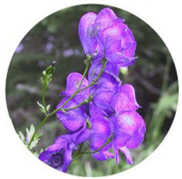 Fuzzy Purple Flower Identification