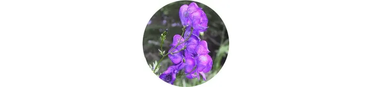 62 Types of Purple Flowers