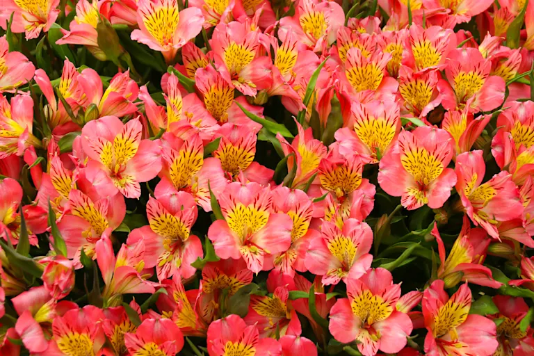 Cancer Zodiac Flower: Alstroemeria Symbolism, Traits + More | ProFlowers