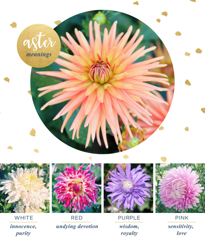Aster Flower Meaning And Symbolism | Best Flower Site