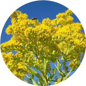 33 Types of Yellow Flowers | Proflowers Blog