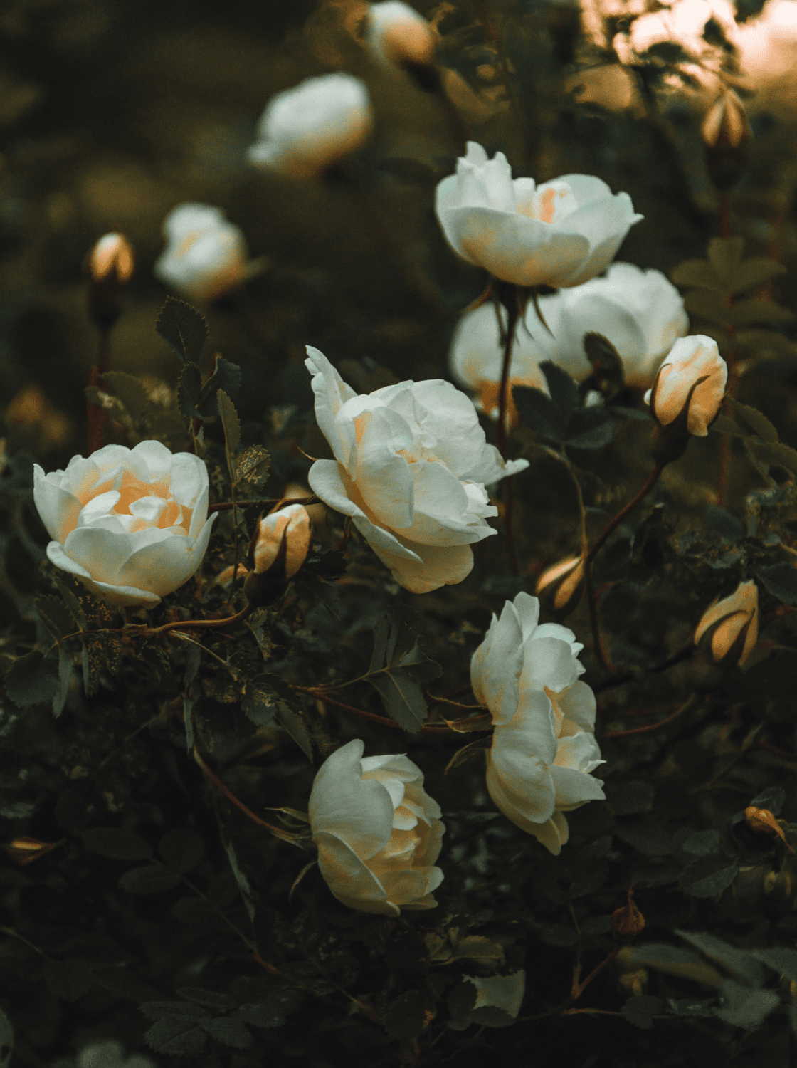 What Do Roses Symbolize: History and Significance | FTD