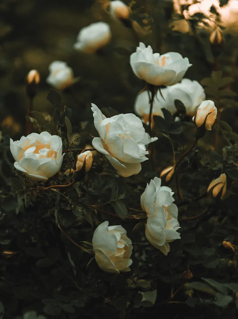 What Do Roses Symbolize: History and Significance | FTD