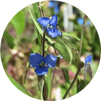 41 Types of Blue Flowers - ProFlowers Blog
