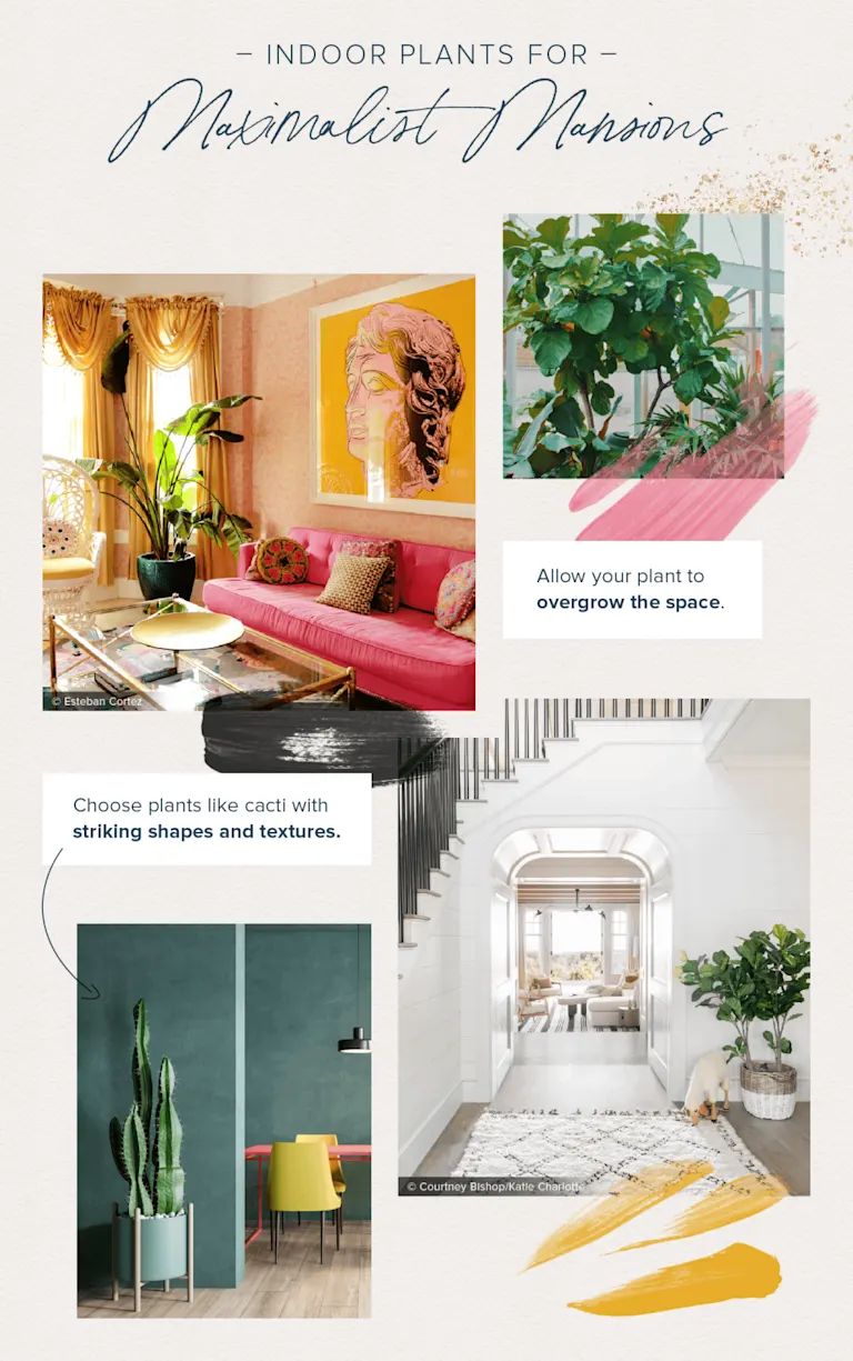 19 Large Indoor Plants for Your Personal Oasis | FTD
