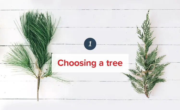 How to Take Care of Your Christmas Tree | Proflowers Blog