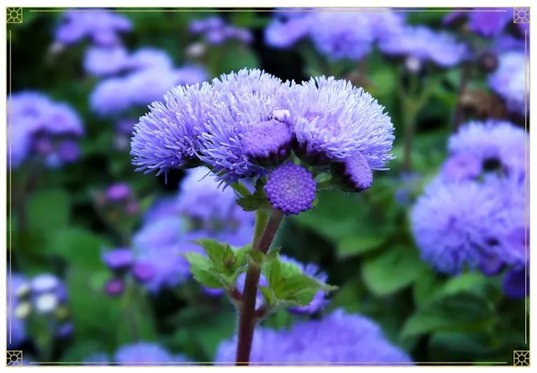 20 Heat-Tolerant Plants That Will Thrive in Hot Summers | FTD