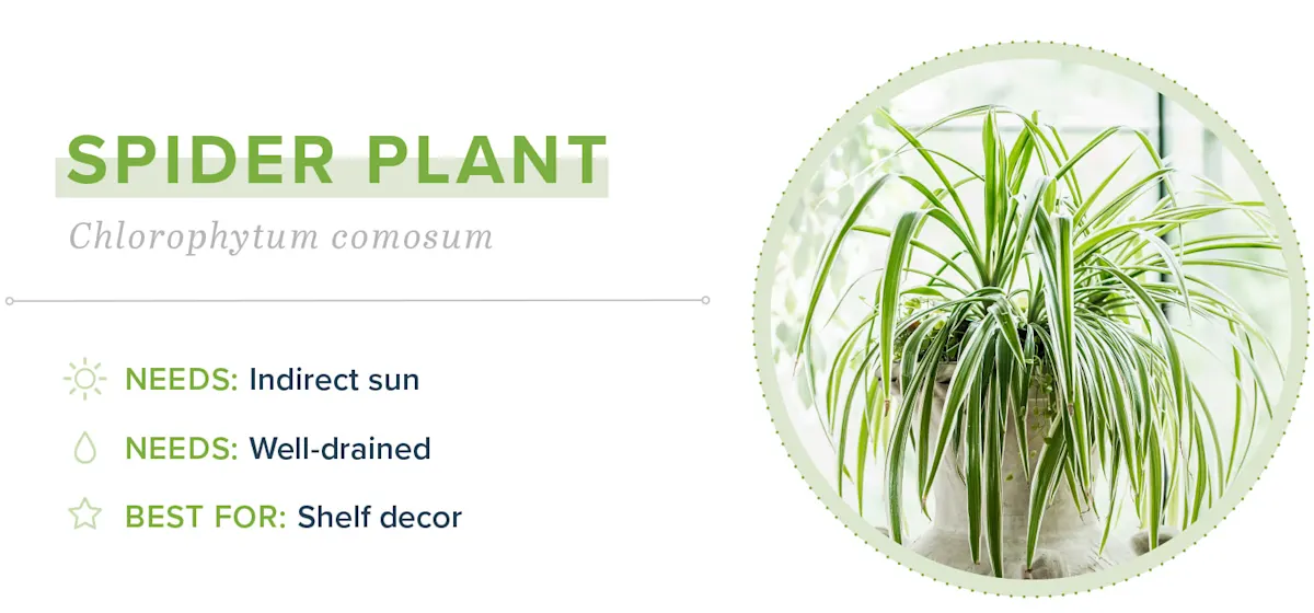 21 Small Indoor Plants for Apartment Living | Proflowers Blog
