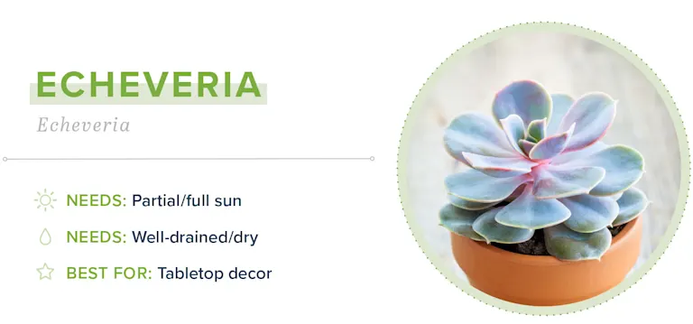 21 Small Indoor Plants for Apartment Living | Proflowers Blog