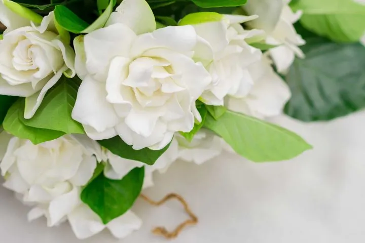 20 of the Most Romantic Flowers For Your Love | FTD