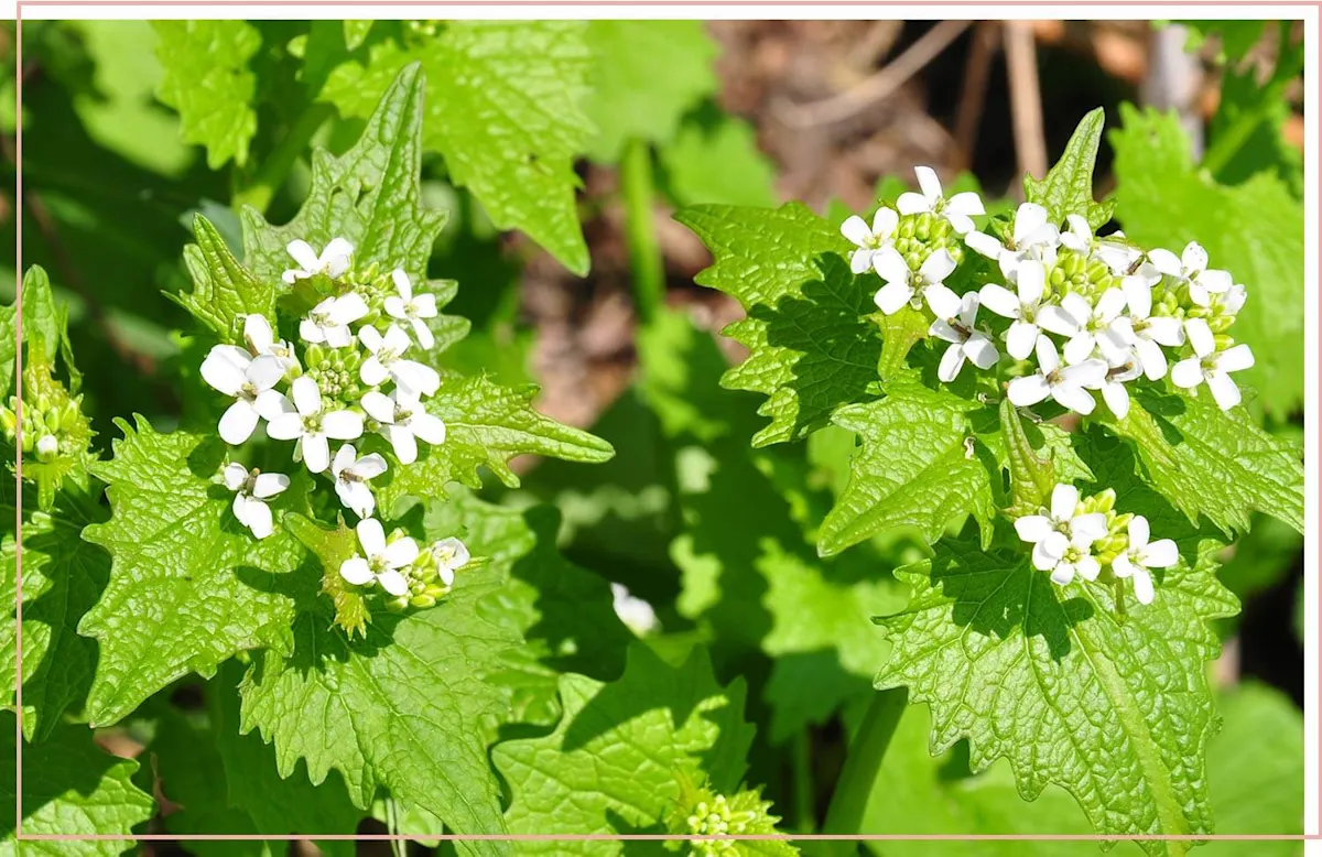 36 Kinds of Flowering Weeds + Tips on Finding Beauty in Unlikely Places ...