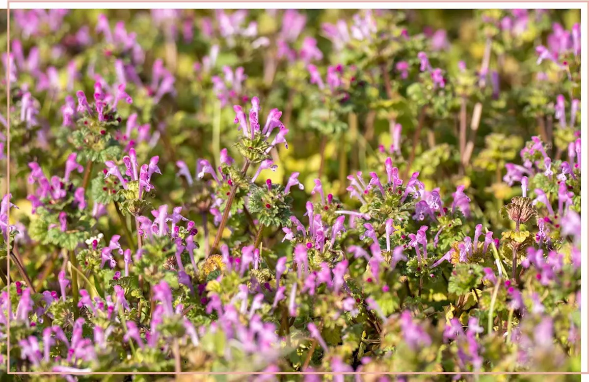 36 Kinds of Flowering Weeds + Tips on Finding Beauty in Unlikely Places ...