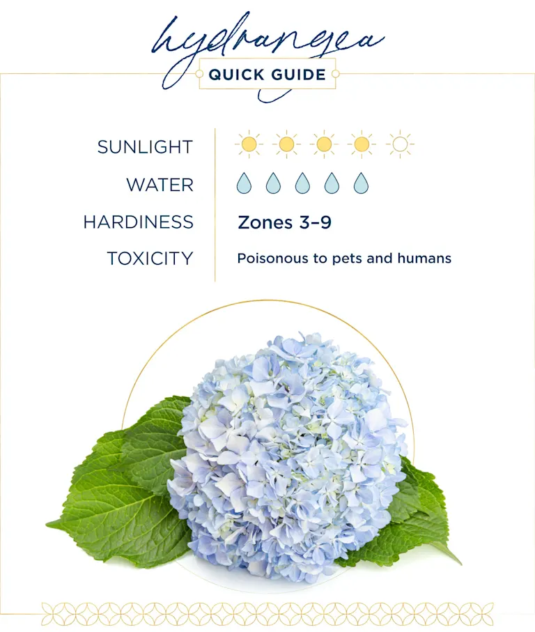 How to Care for Hydrangeas: A Complete Guide | FTD