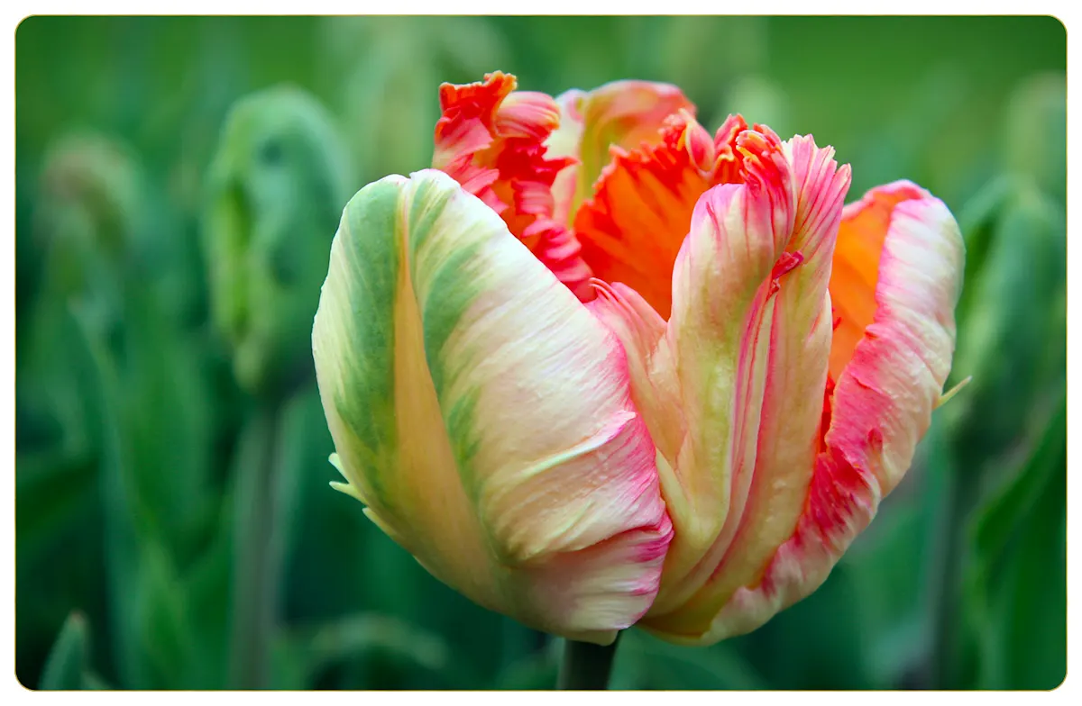 Tulip Care Guide: How to Care for Tulips + Growing Tips | Proflowers Blog