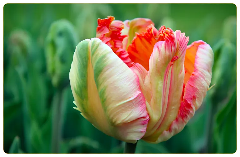 Tulip Care Guide: How to Care for Tulips + Growing Tips | Proflowers Blog