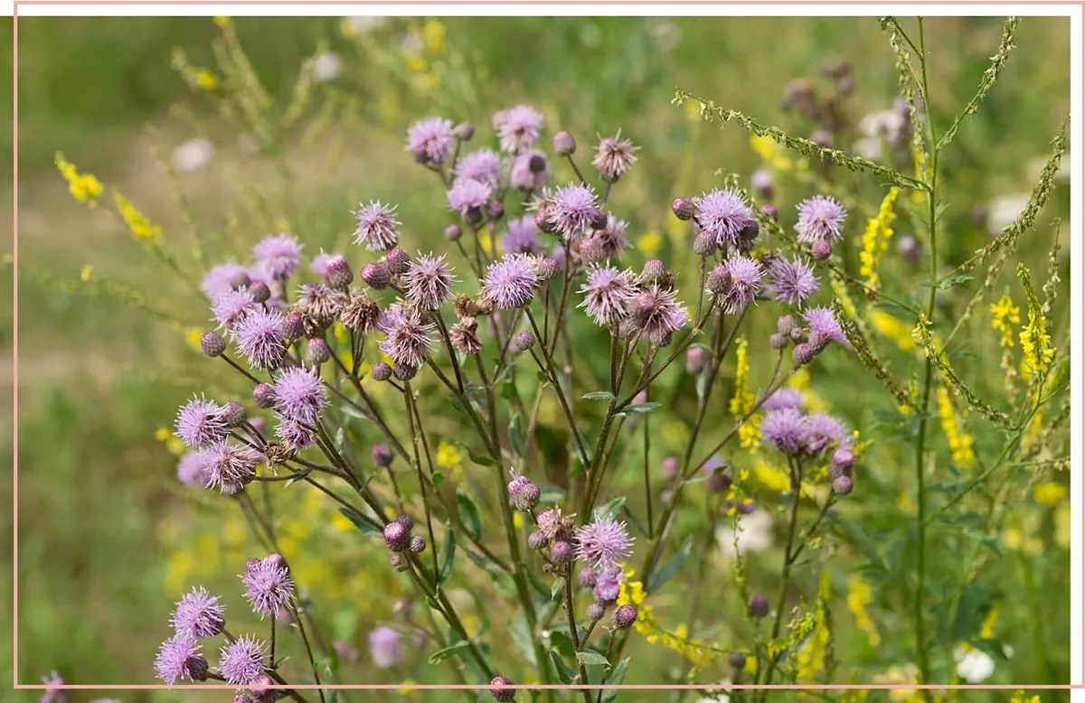 36 Kinds of Flowering Weeds + Tips on Finding Beauty in Unlikely Places ...