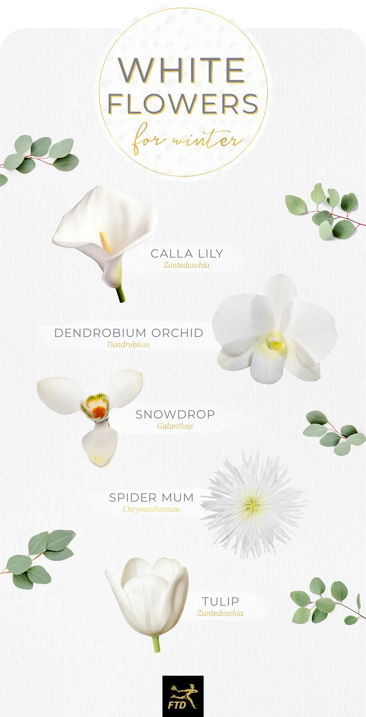 40 Types of White Flowers - FTD.com