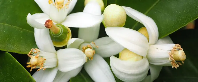 Florida State Flower - The Orange Blossom | Proflowers Blog