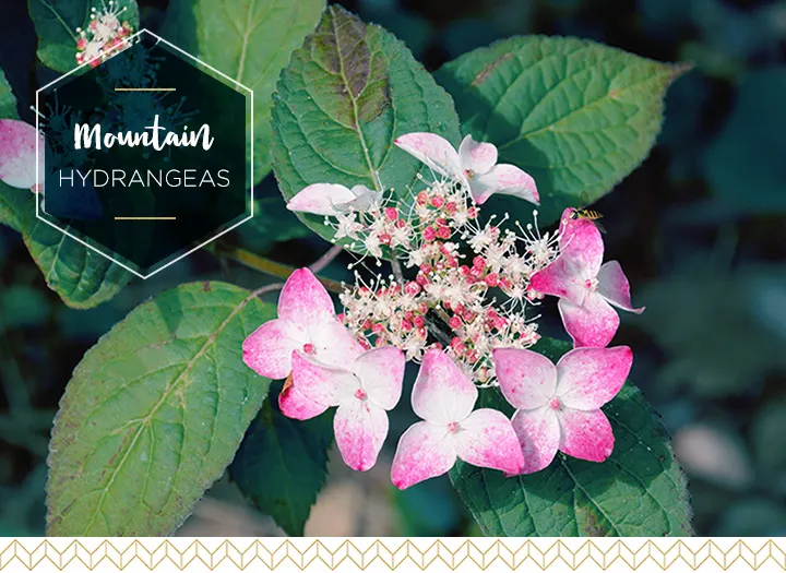 Types of Hydrangeas: A Visual Guide - FTD.com
