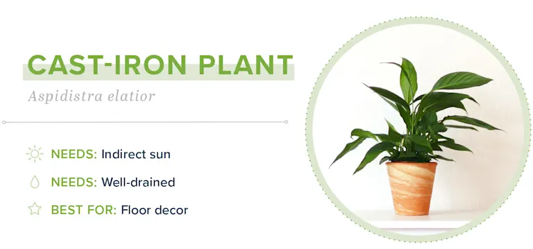 21 Small Indoor Plants for Apartment Living | Proflowers Blog