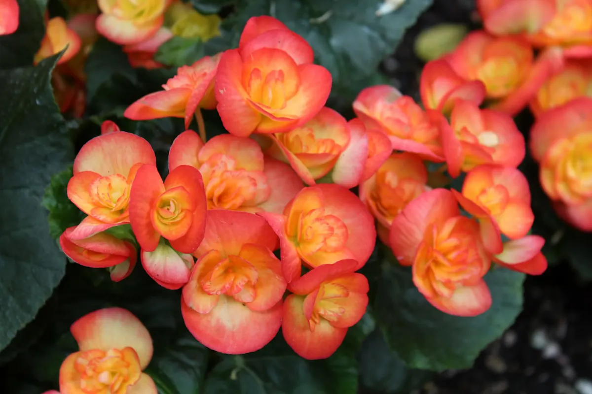 Begonia Care Tips - ProFlowers Blog