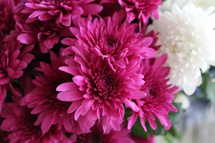20 of the Most Romantic Flowers For Your Love | FTD