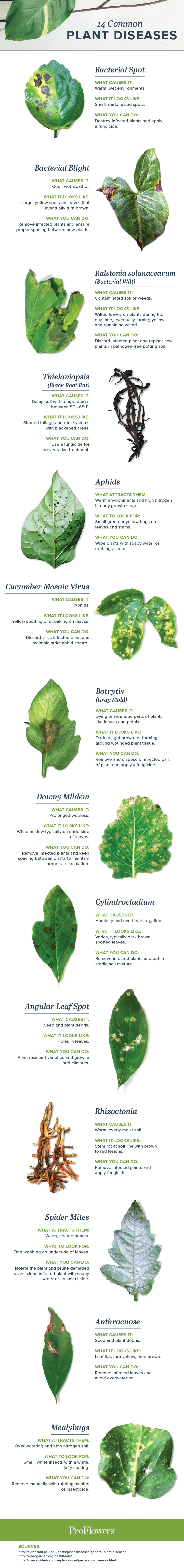 14 Common Plant Diseases: How to Identify & Treat Them | Proflowers Blog