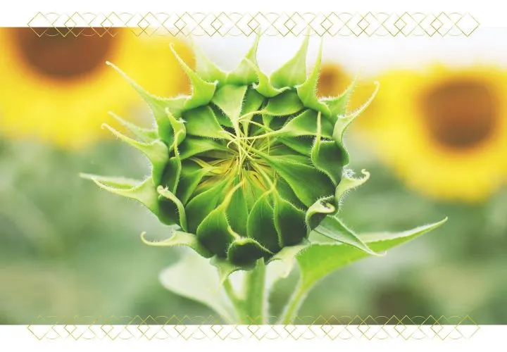 The Life Cycle of a Sunflower | When Do Sunflowers Bloom? - FTD.com