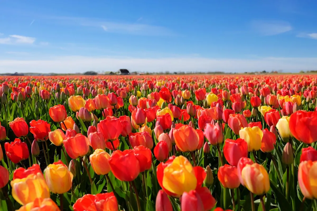 How Do Tulips Disperse Their Seeds? | Proflowers Blog