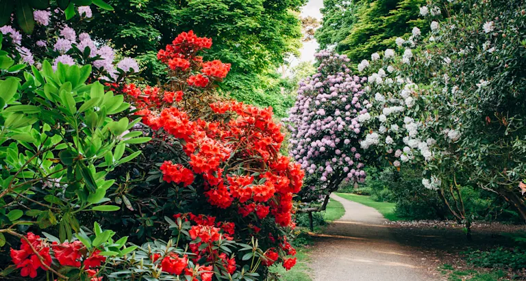 The 50 State Flowers: History, Growing Info and More | Proflowers Blog