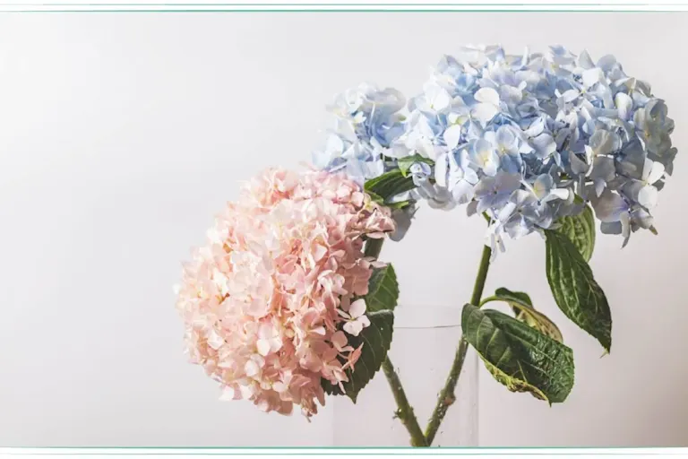 Hydrangea Meaning: Symbolism + History | Proflowers Blog