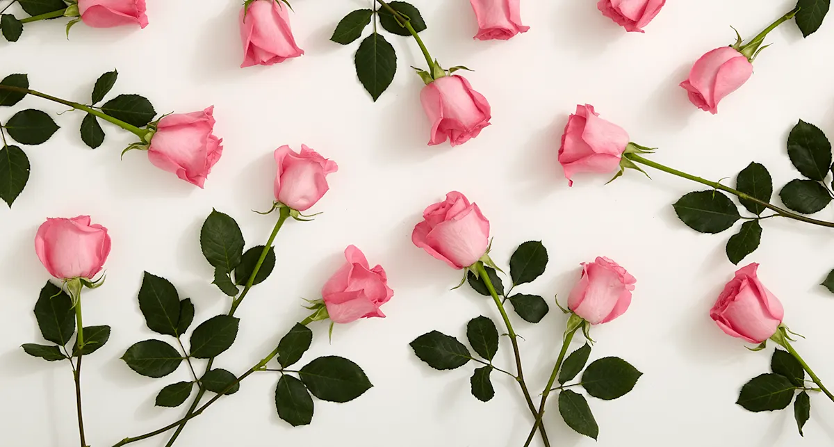 History & Meaning of Pink Roses, a Shade-by-Shade Guide | Proflowers Blog