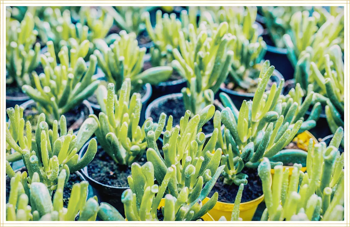 Jade Plant Care Guide: Growing Info + Tips - ProFlowers Blog