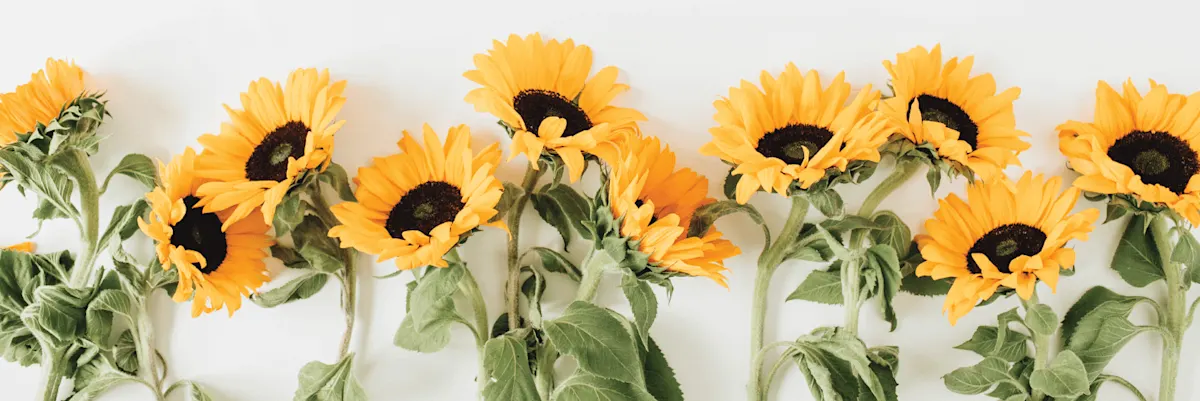 16 Sunflower Facts That Are So Sweet | Proflowers Blog