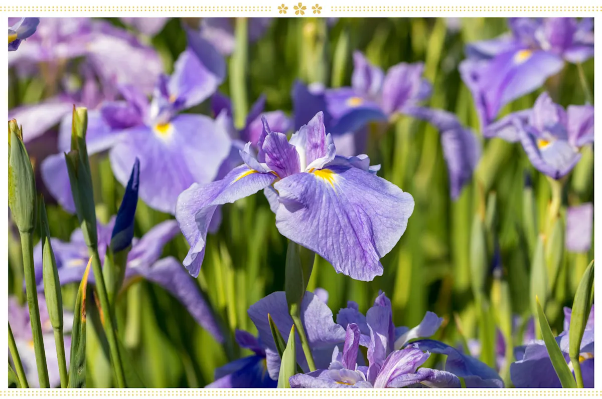 15 Japanese Flower Meanings and Where to Find Them | Proflowers Blog