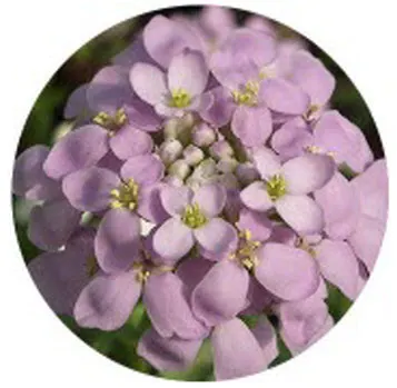 62 Types of Purple Flowers | Proflowers Blog