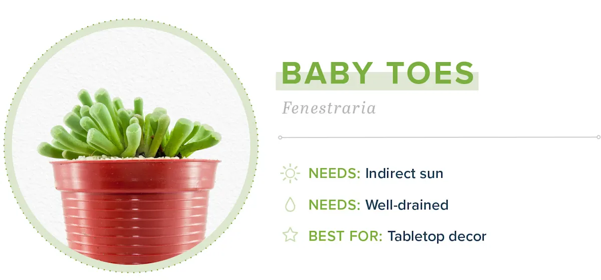 21 Small Indoor Plants for Apartment Living | Proflowers Blog