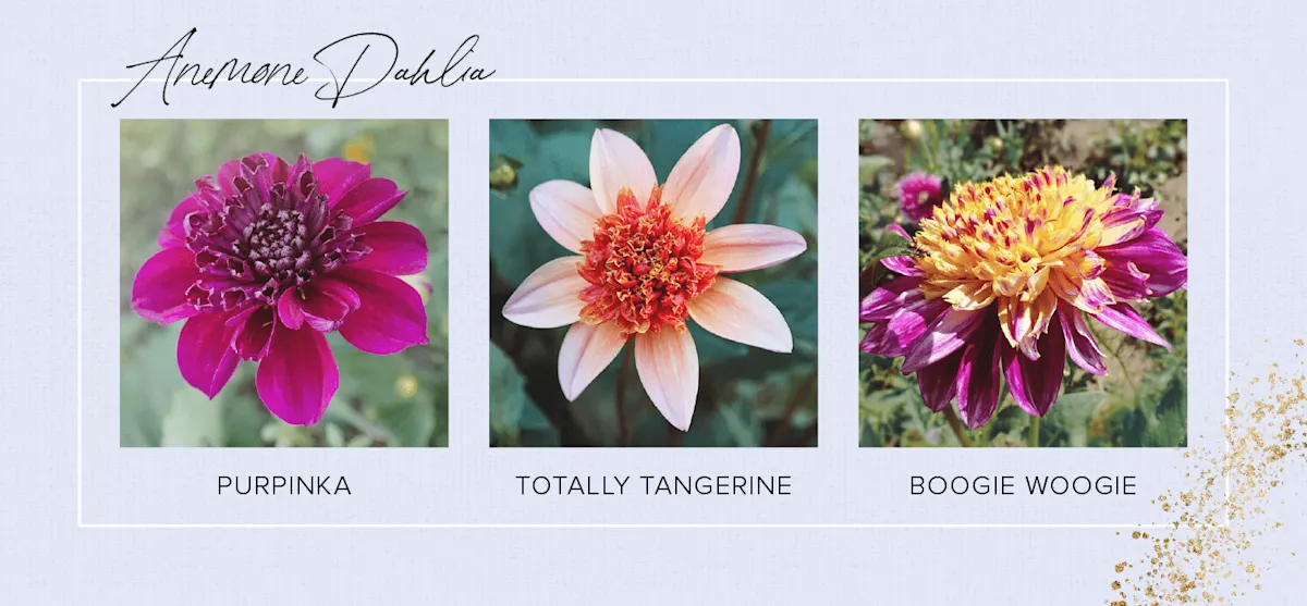 33 Types of Dahlias to Brighten Up Your Garden - FTD.com