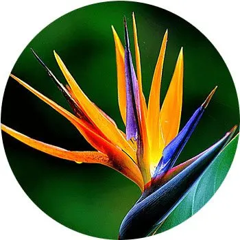 27 Types of Orange Flowers - ProFlowers Blog