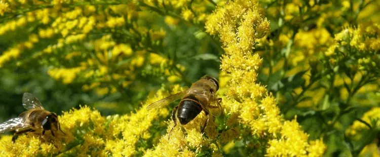 Nebraska State Flower - The Goldenrod | Proflowers Blog