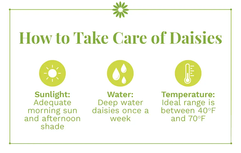 National Daisy Day | Proflowers Blog